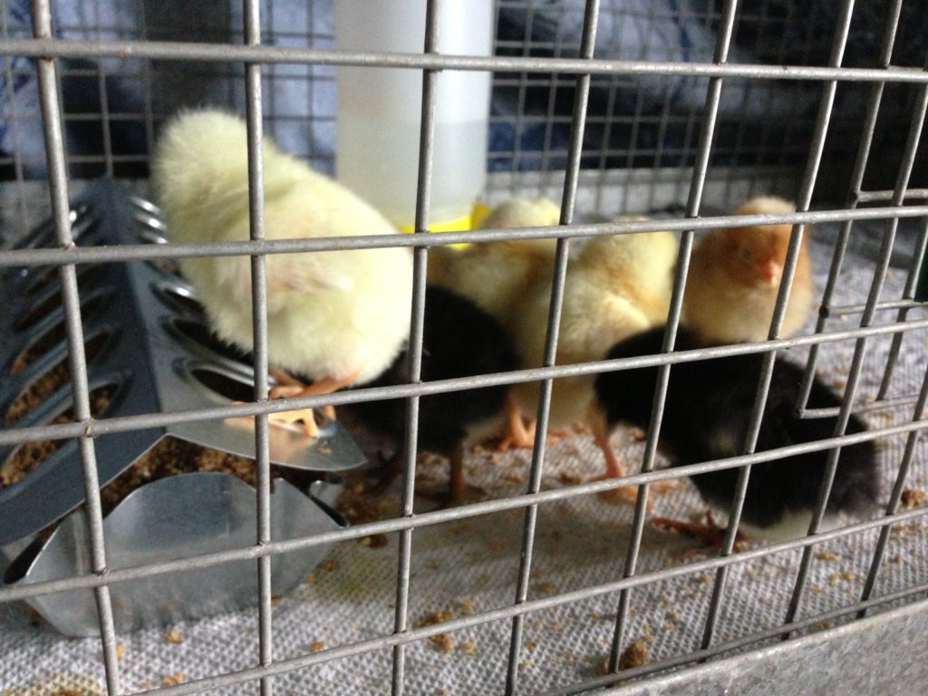 Peeps, chickens and Egg Pie - Dining With Mimi