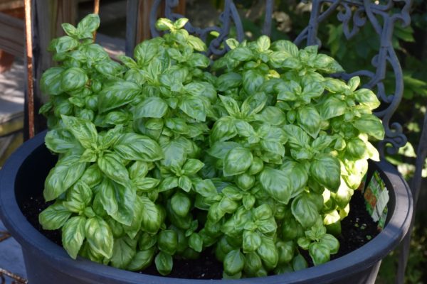 Mimi's Outsider Chef Culinary Herb Tips- Basil - Dining With Mimi